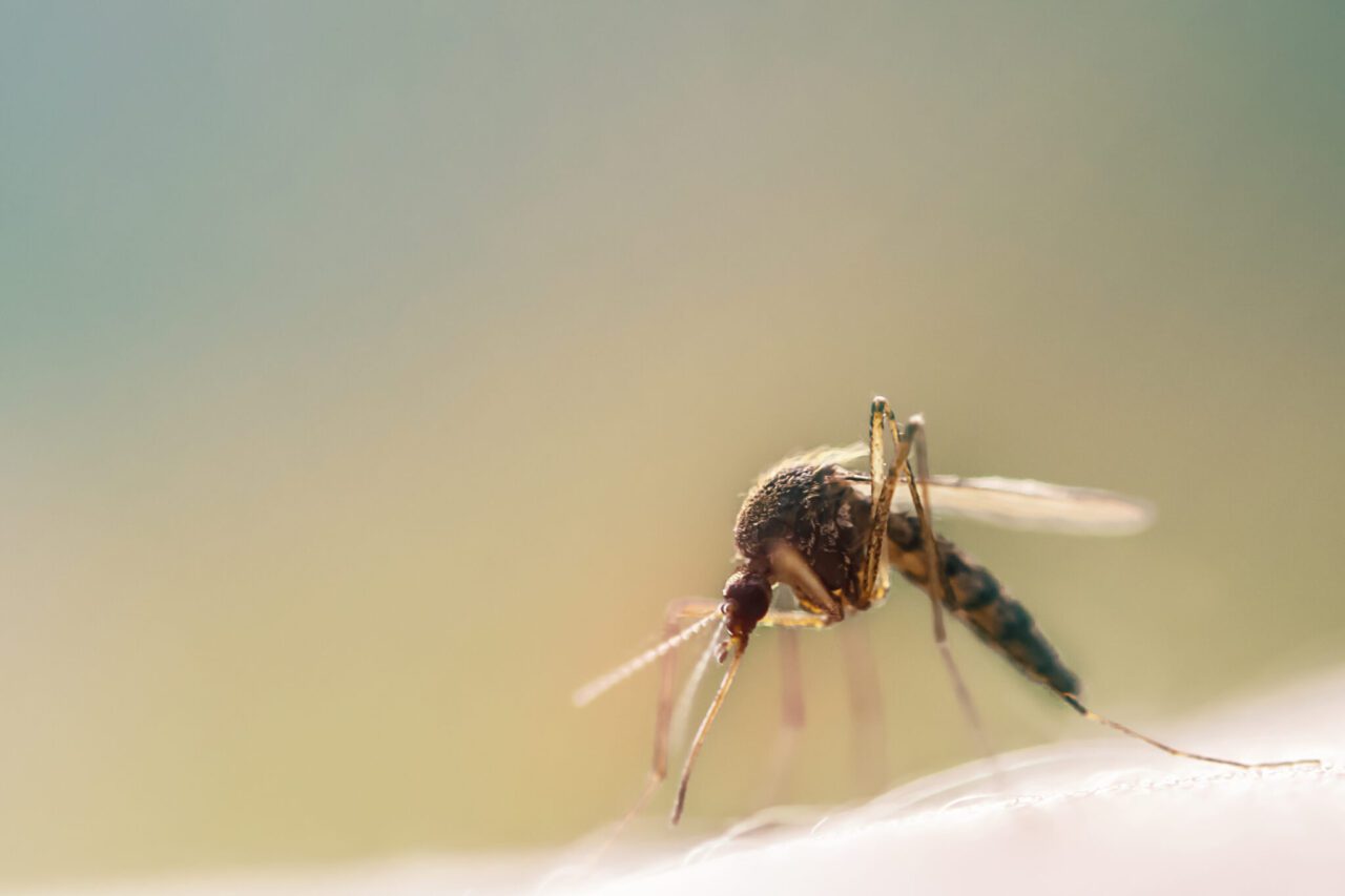 A Primer On Japanese Encephalitis: What It Is & How To Prevent it - SGA ...